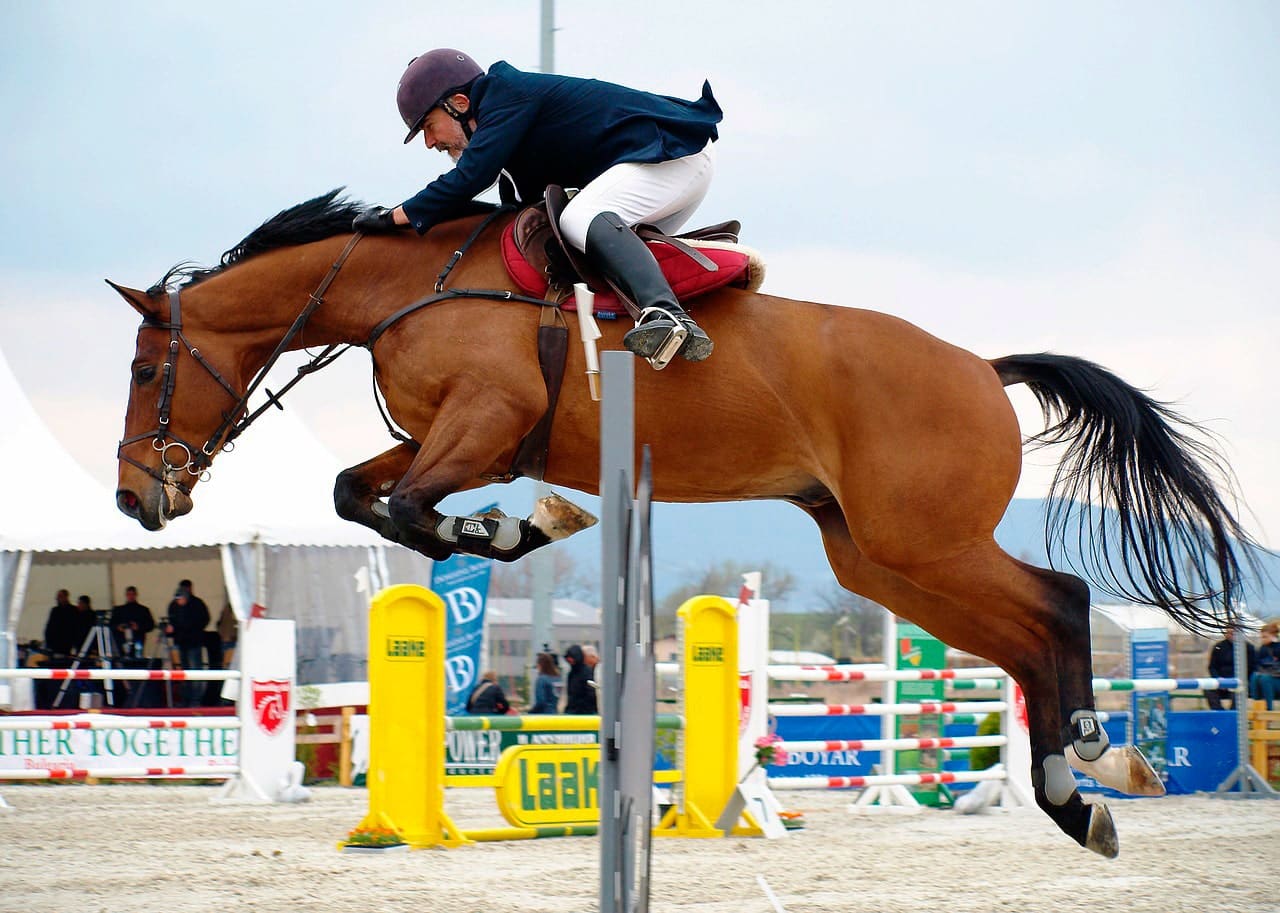 Are you ready for your next equestrian competition? - The News Examiner
