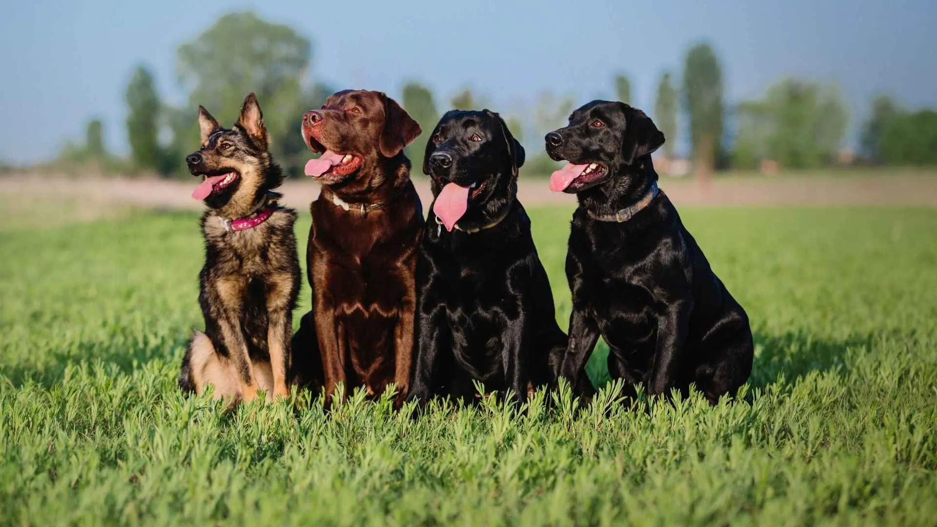 Why Certain Dog Breeds Are Booming In Popularity Right Now - The News ...